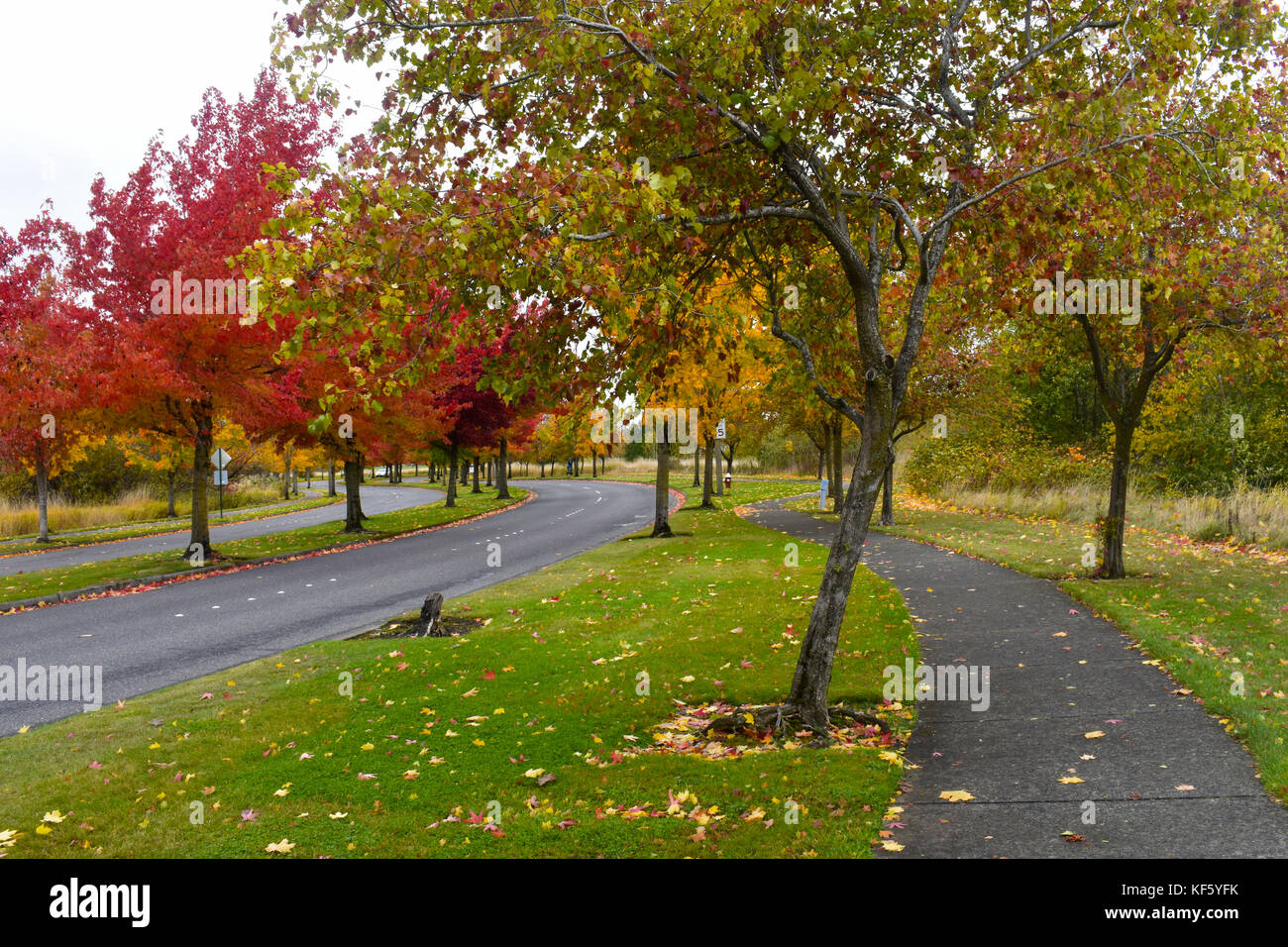 Autumn path along the road with fall leaves on the ground and beautiful ...