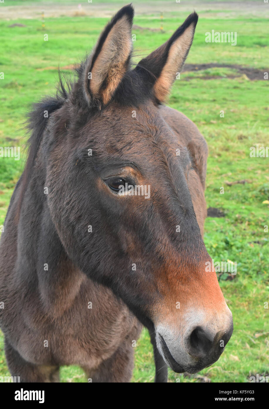 A donkey closeup in a vertical format Stock Photo - Alamy