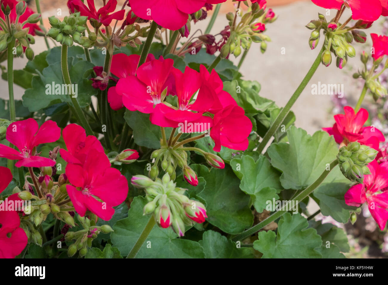 Blooming red geraniums. Geranium is a genus of 422 species of flowering ...