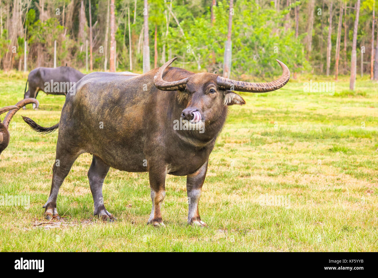 Asian water buffalo hi-res stock photography and images - Alamy