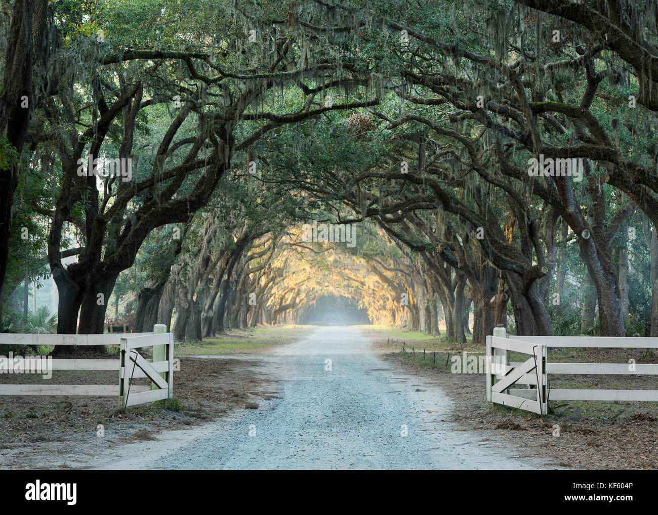 Oak trees line the road in historic Savannah, Georgia Stock Photo - Alamy