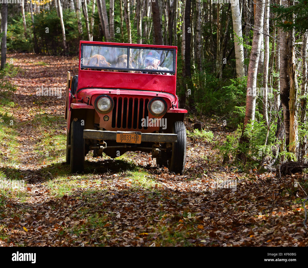 1946 vintage red Willys Jeep driving on a woods road in the Adirondack ...
