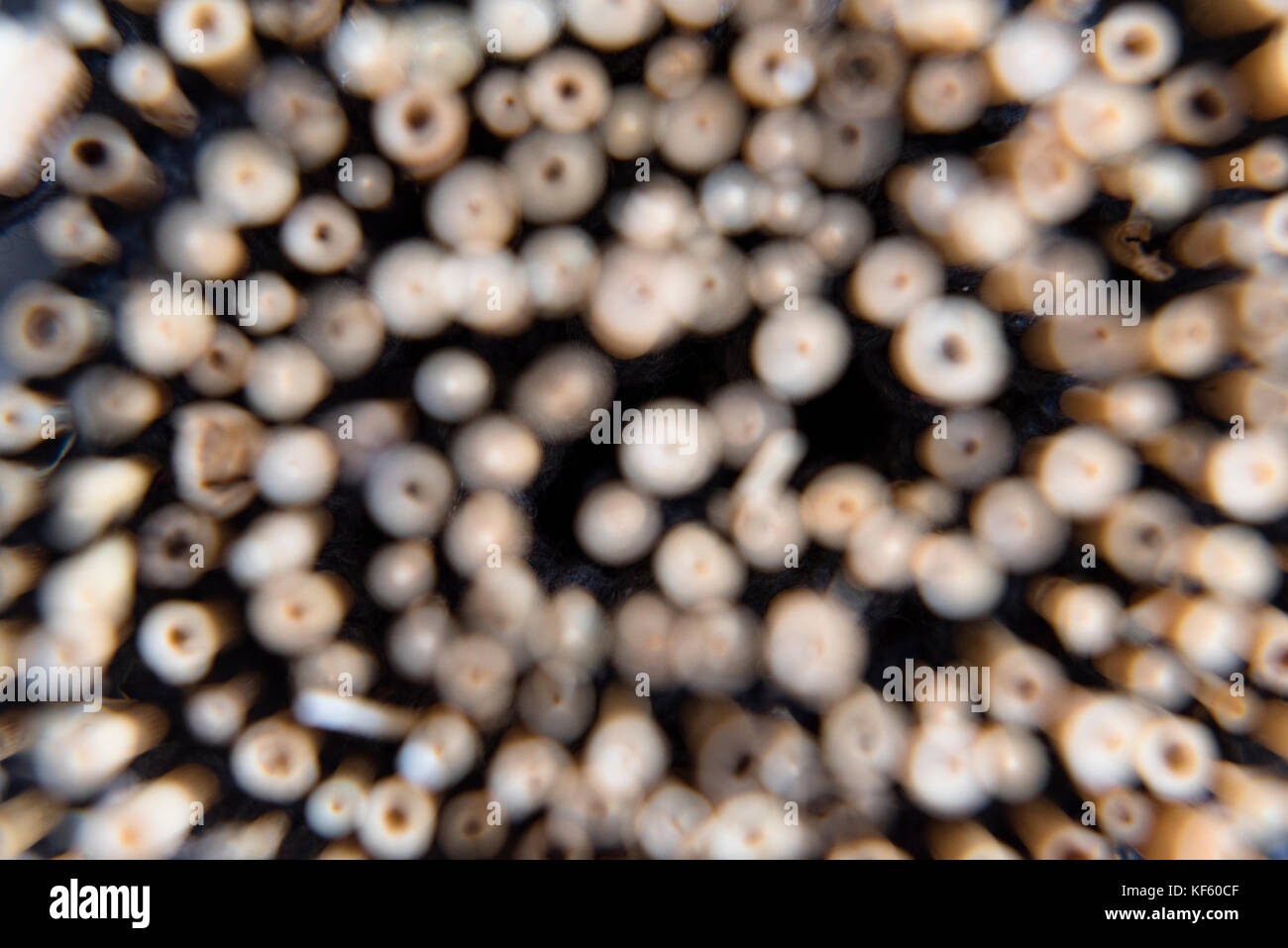 abstract blur brown background for wallpaper / backdrop Stock Photo - Alamy