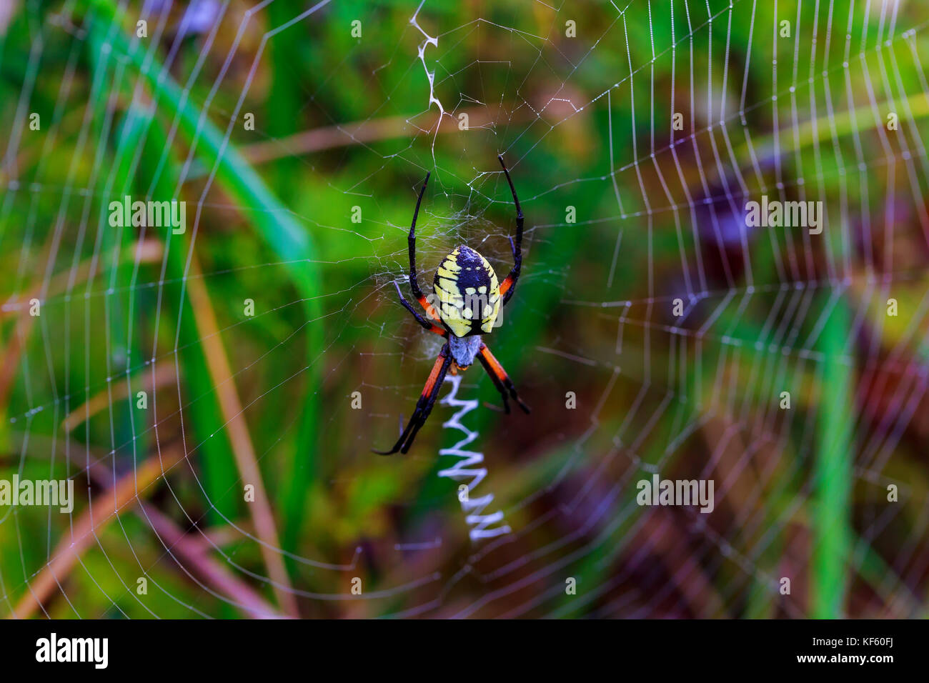 Spider garden-spider Araneus type of spider araneomorphae from the ...