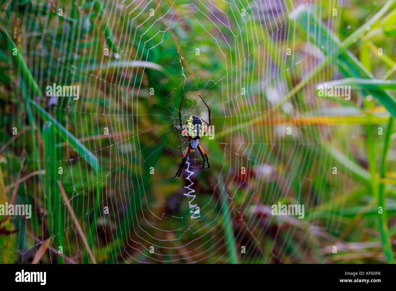 Spider garden-spider Araneus type of spider araneomorphae from the ...