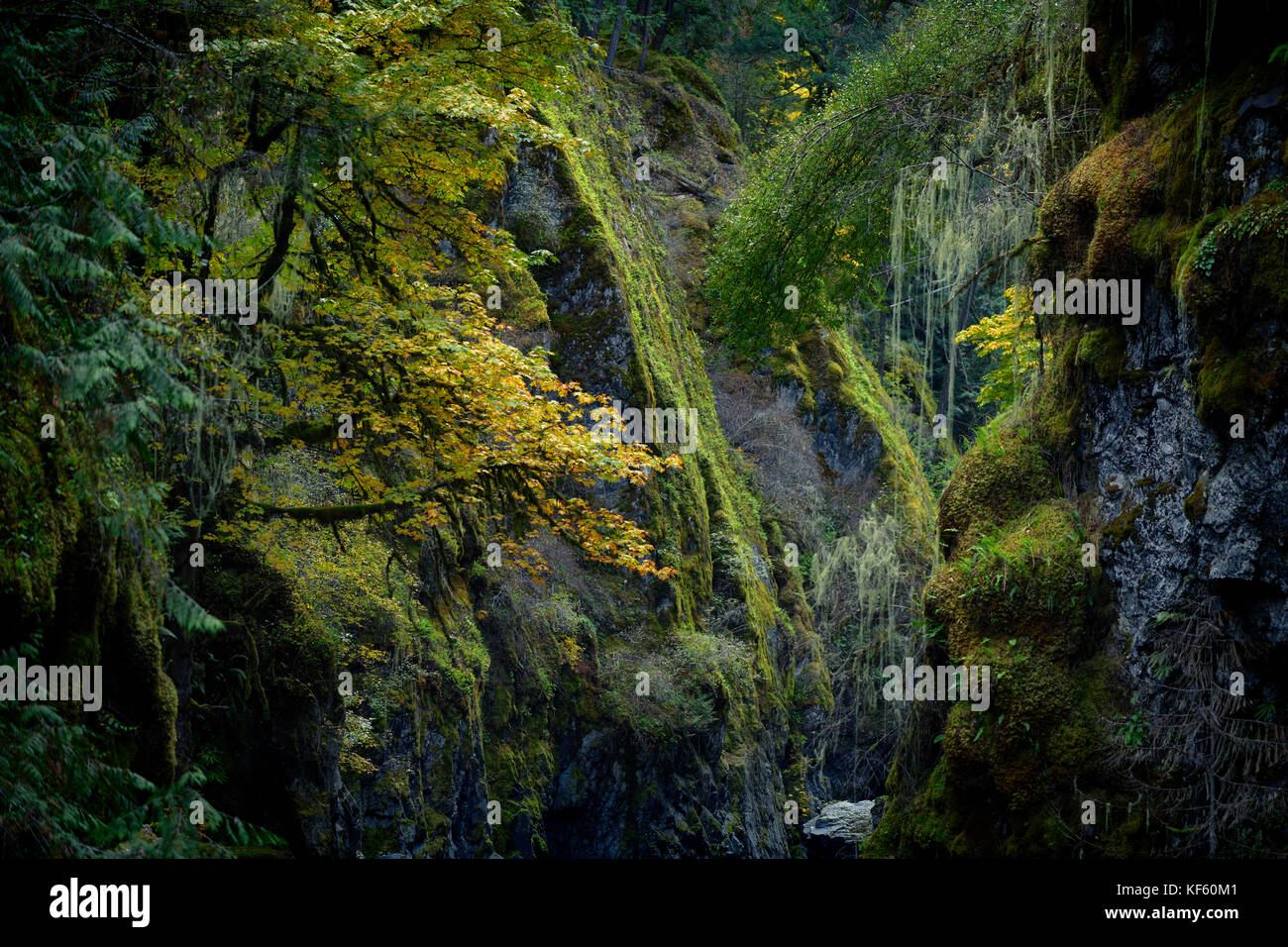 Beautiful dramatic fall nature scenery of mossy trees and rocks in ...