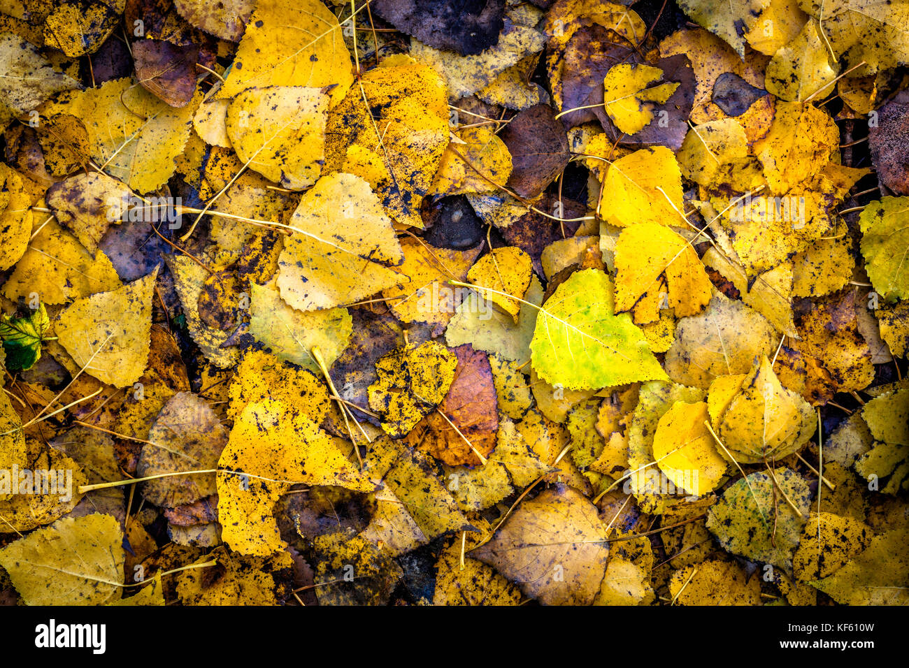 Autumn leaves background Stock Photo - Alamy
