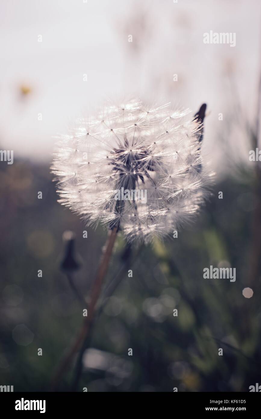 Closeup of a Dandelion flower, Zaragoza Province, Aragon, Spain Stock ...