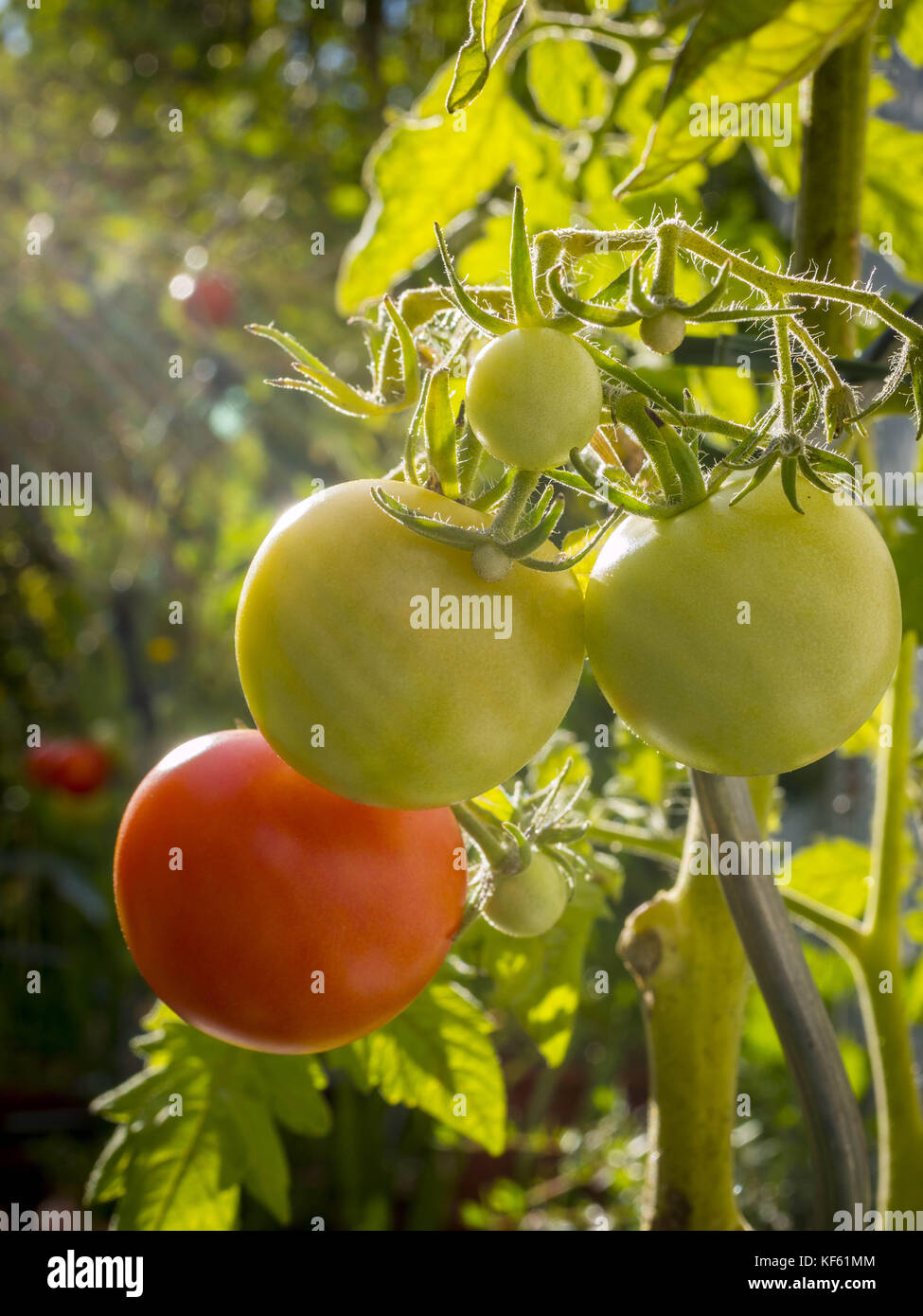 Organic Tomatoes in Garden Stock Photo - Alamy