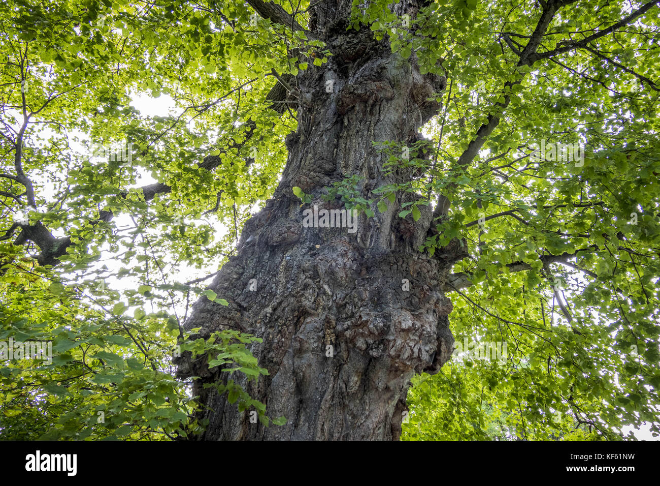 Old gnarled Linden Tree Stock Photo - Alamy
