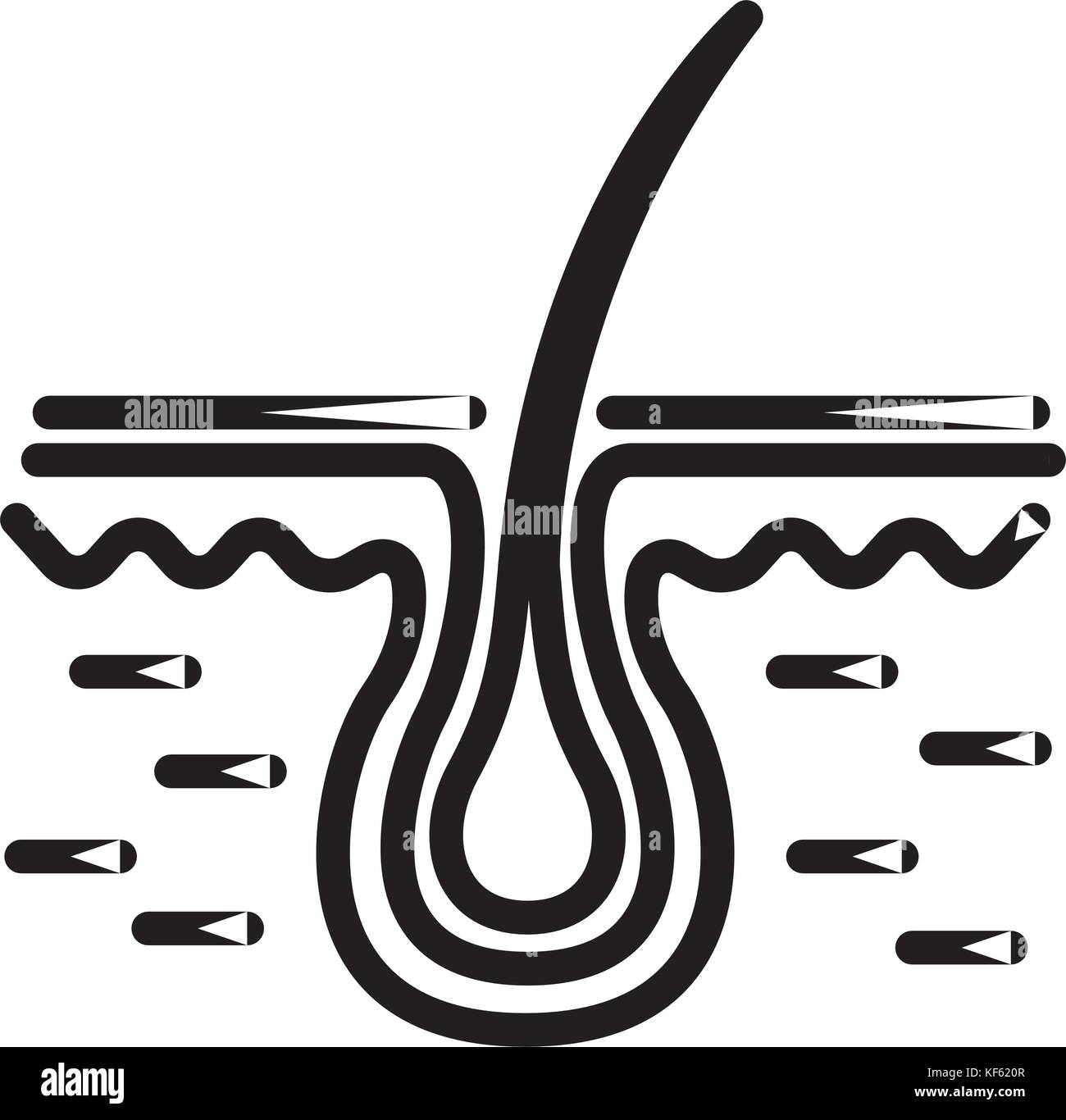 Illustration skin section Stock Vector Images - Alamy