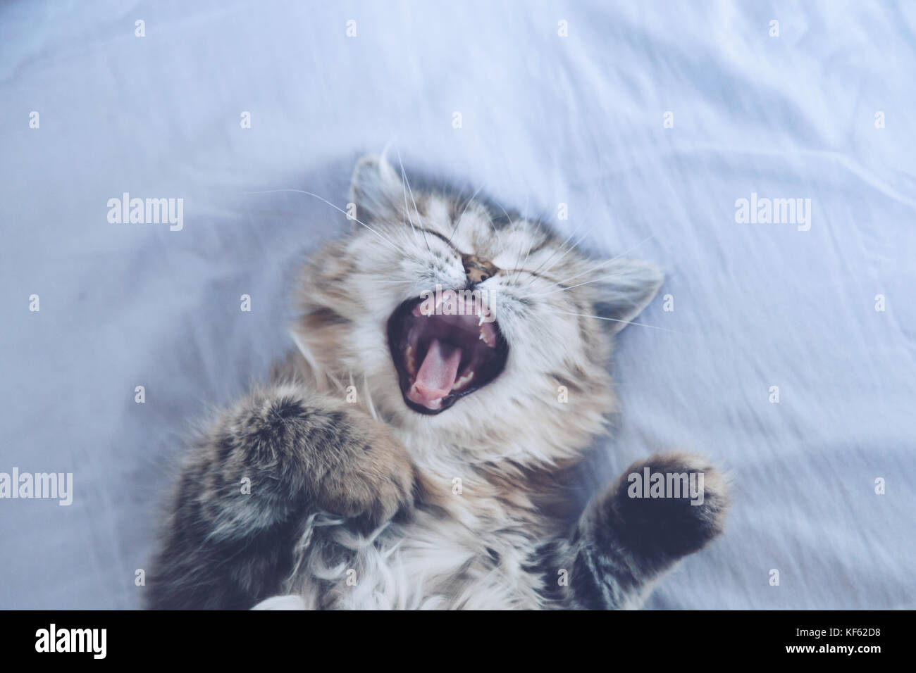 Persian kitty hi-res stock photography and images - Alamy