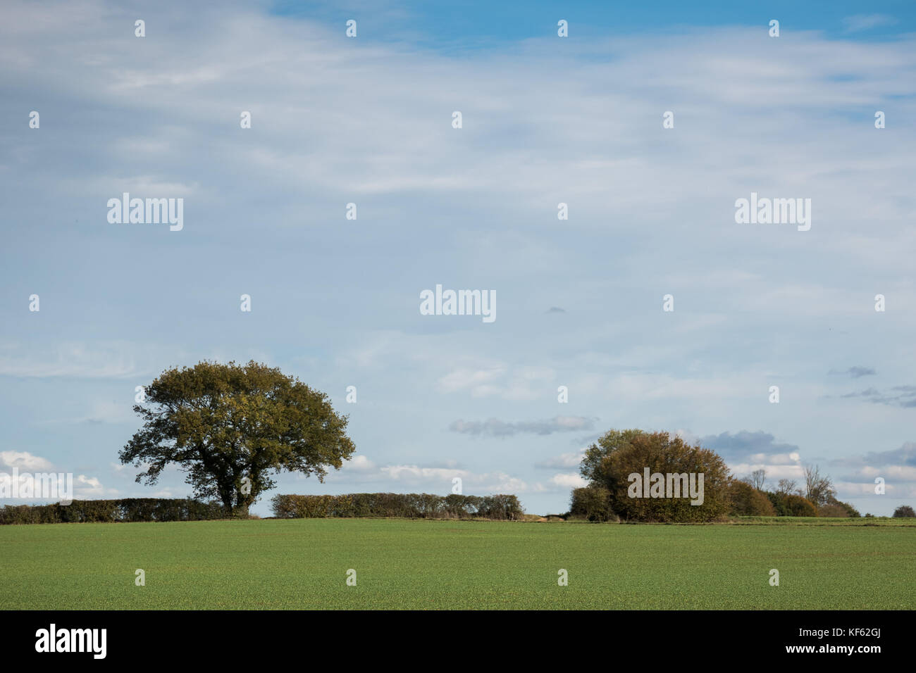 tree on skyline Stock Photo - Alamy