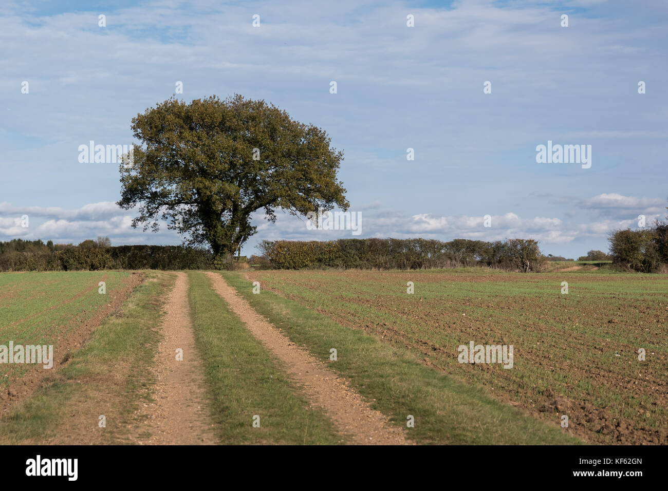 tracks to trees Stock Photo - Alamy