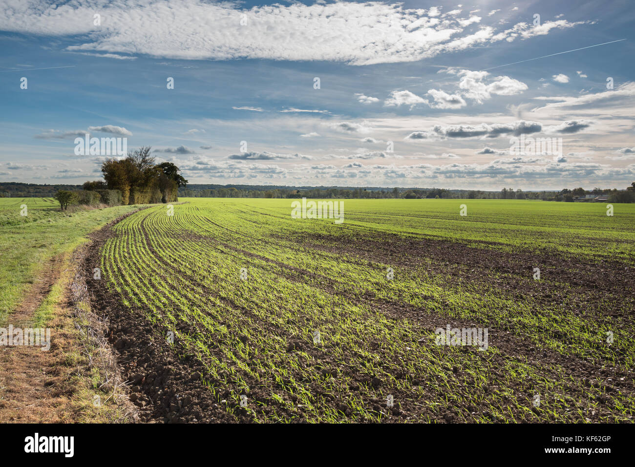 The shoots of autumn crops hi-res stock photography and images - Alamy