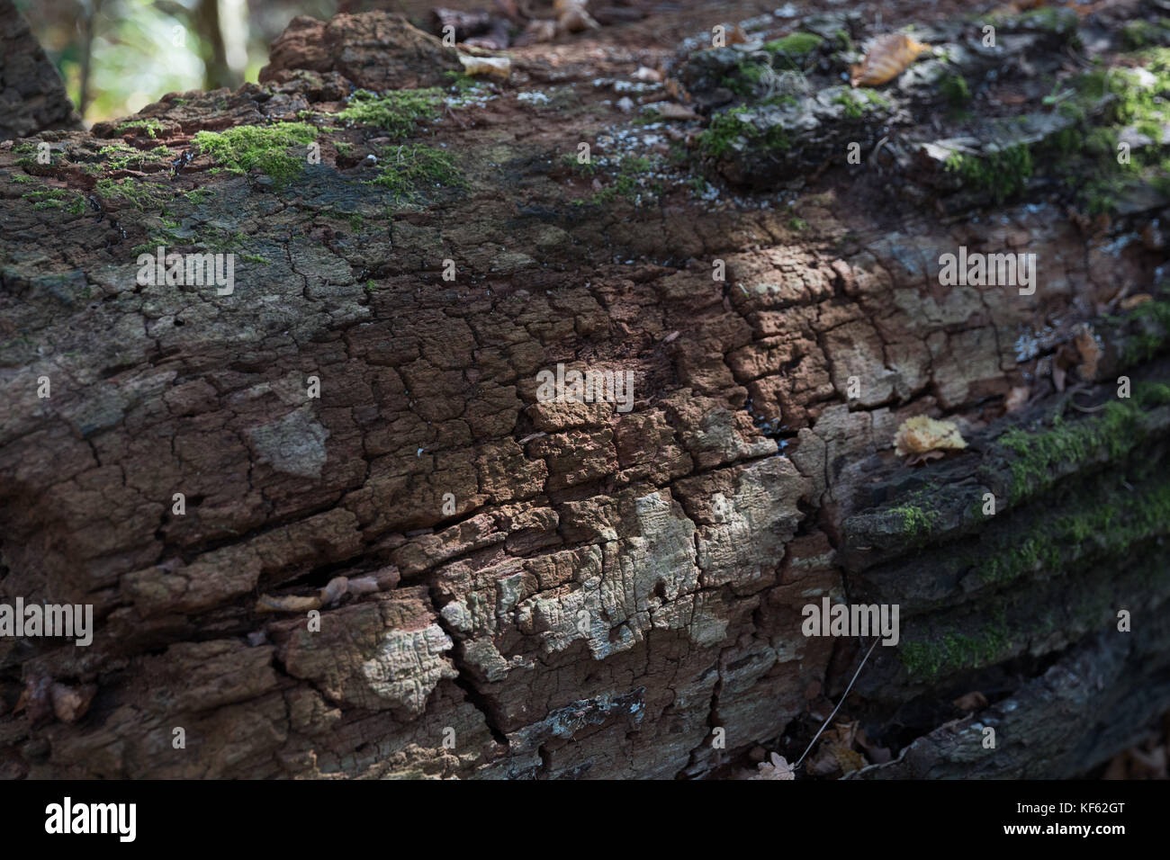 rotting tree trunk Stock Photo - Alamy