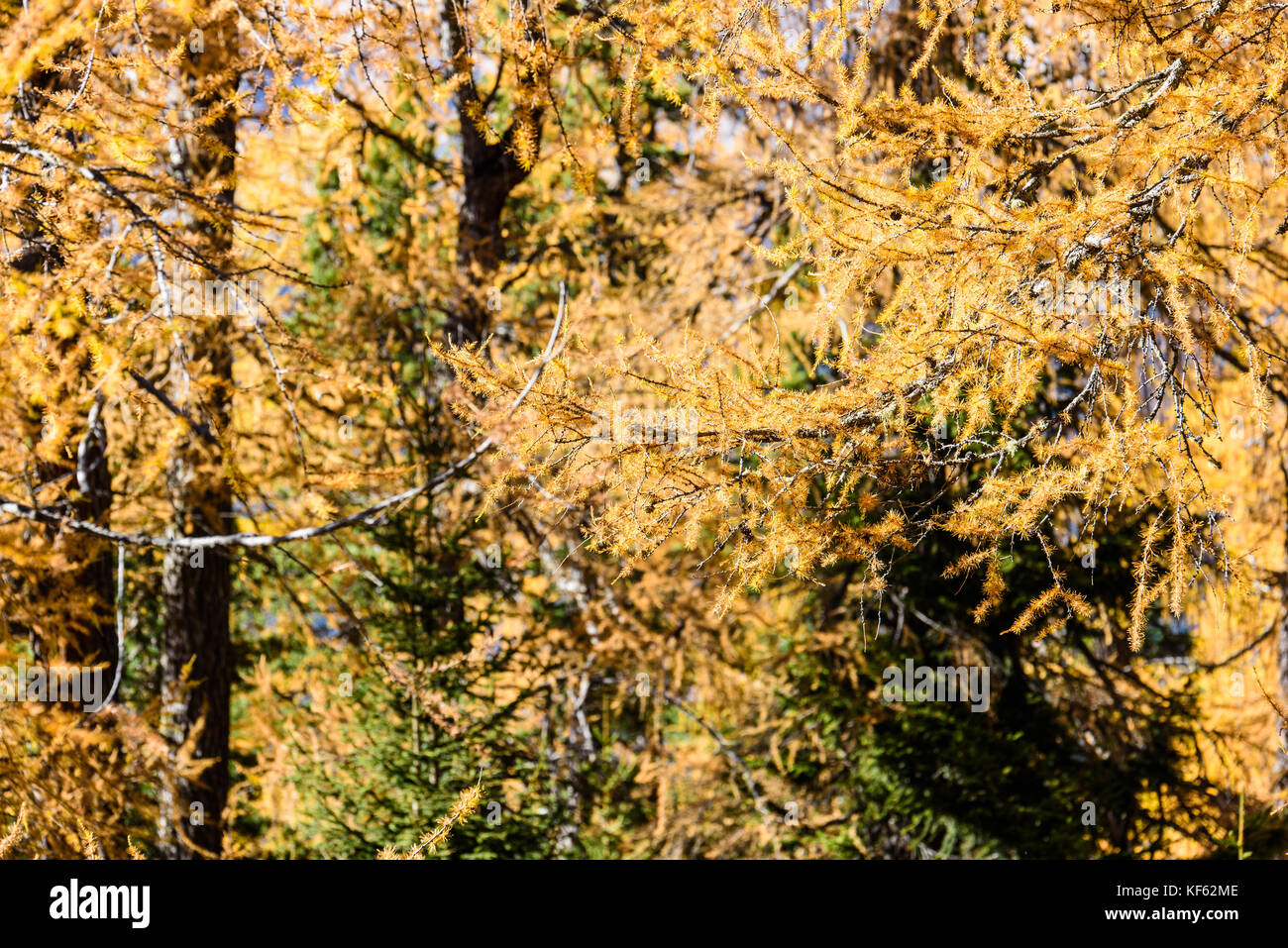 Larches in the fall Stock Photo - Alamy