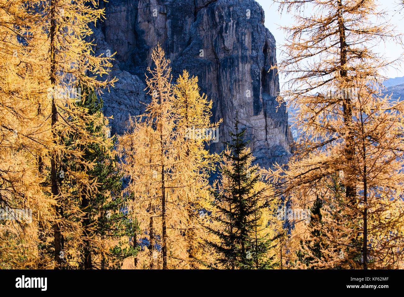 Larches in the fall Stock Photo - Alamy