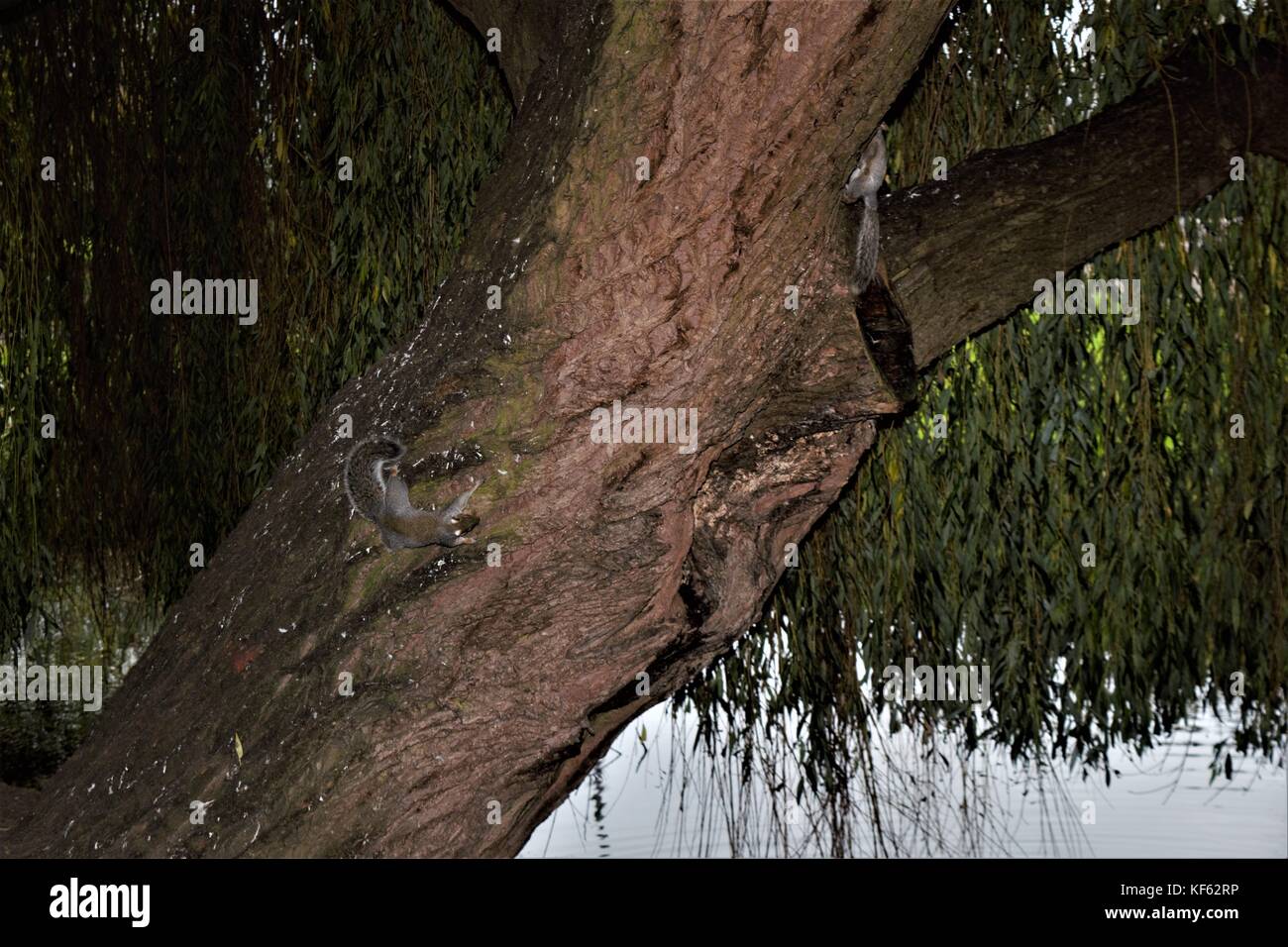 squirrels playing and climbing trees Stock Photo - Alamy