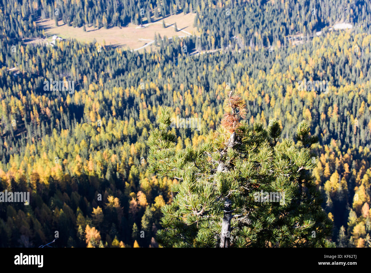 Larches in the fall Stock Photo - Alamy