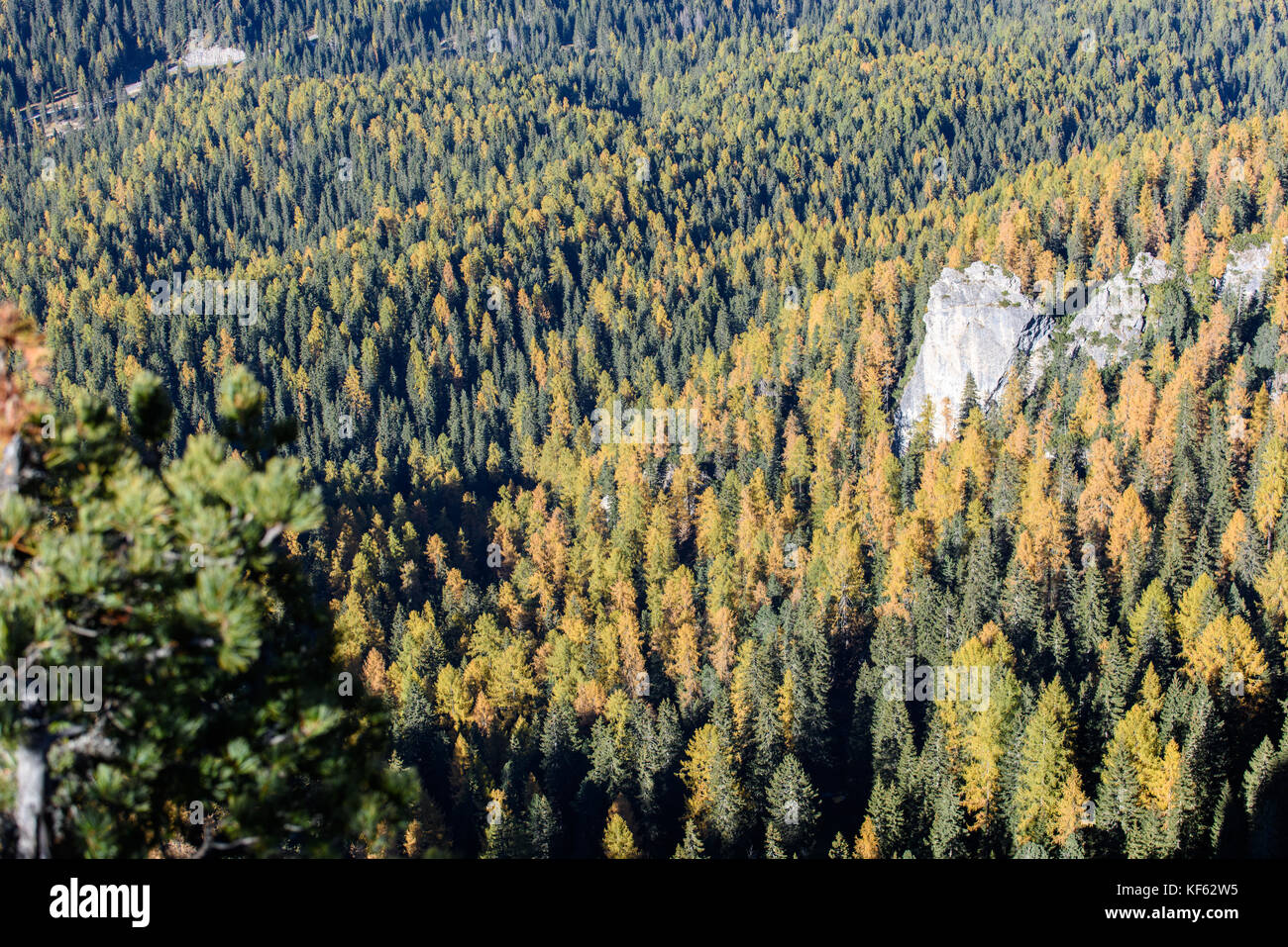 Larches in the fall Stock Photo - Alamy