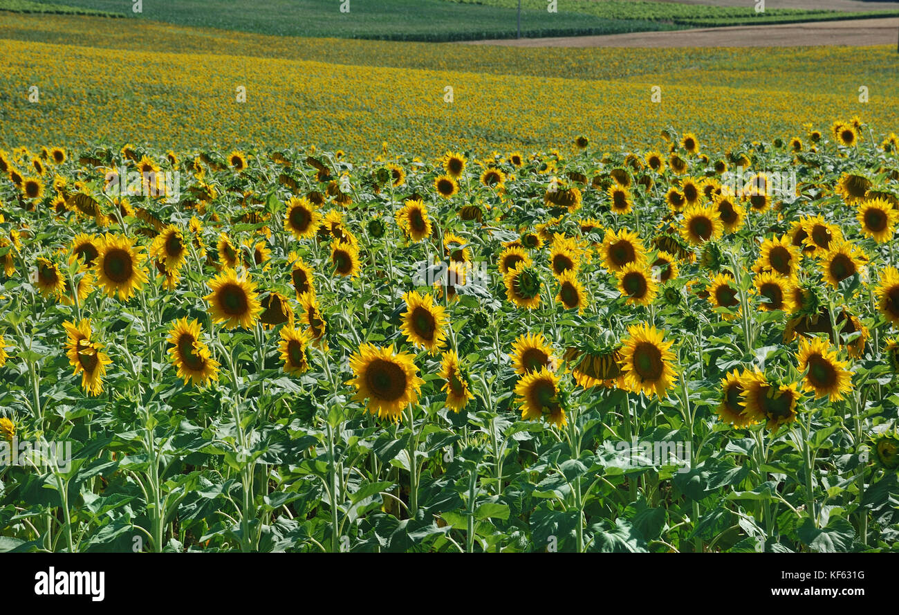 sun flower field Stock Photo - Alamy