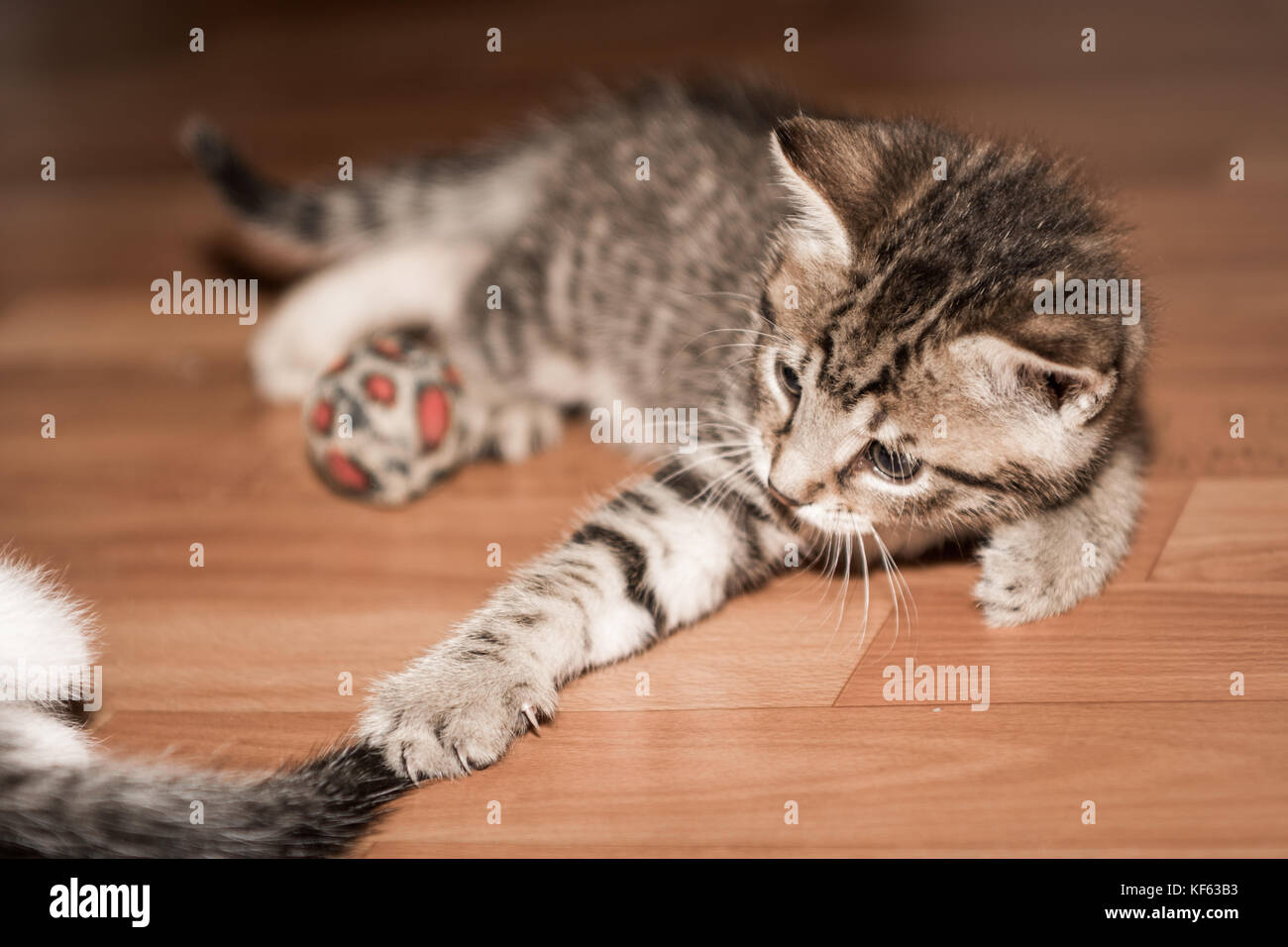 Little kitty play at home Stock Photo - Alamy
