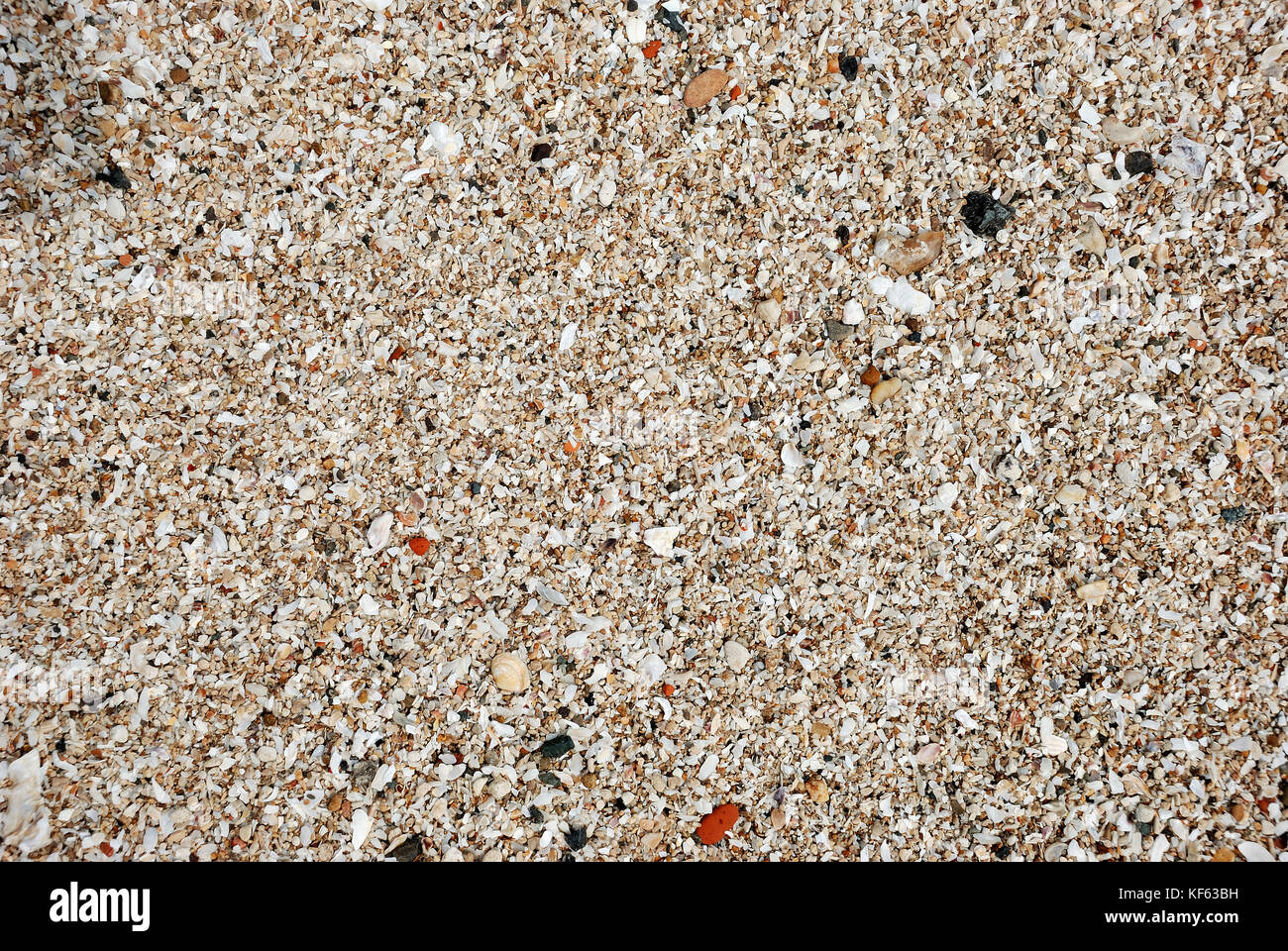 Shell on beach in sand Stock Photo - Alamy