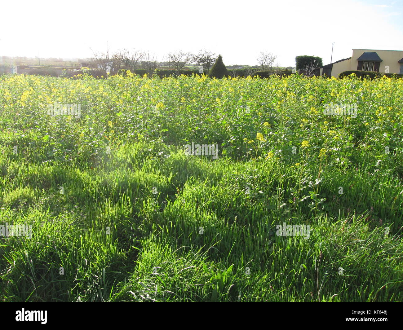 Mustarde hi-res stock photography and images - Alamy