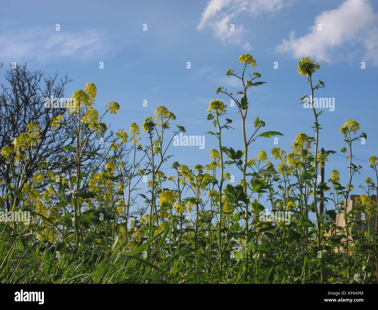 Mustarde hi-res stock photography and images - Alamy