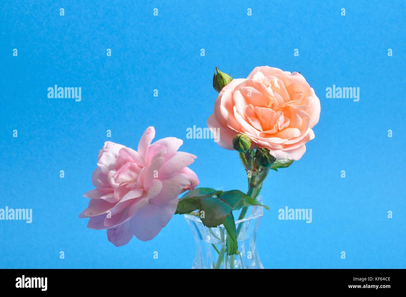 Orange and pink roses Stock Photo - Alamy