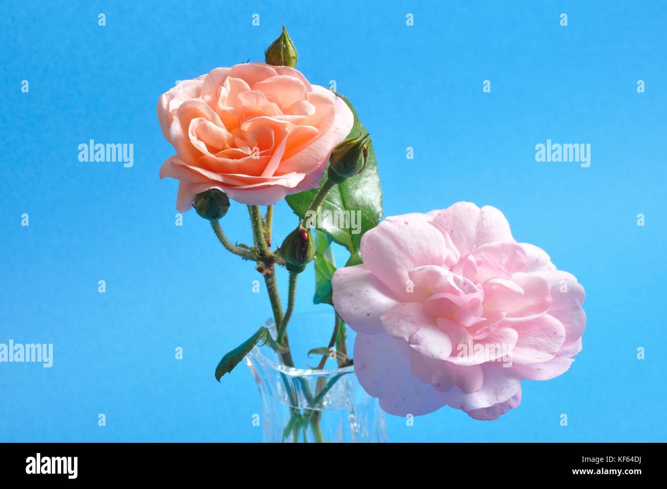 Orange and pink roses Stock Photo - Alamy