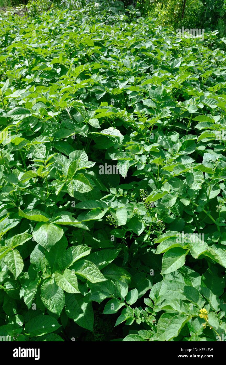 potatoes in a vegetable patch Stock Photo - Alamy