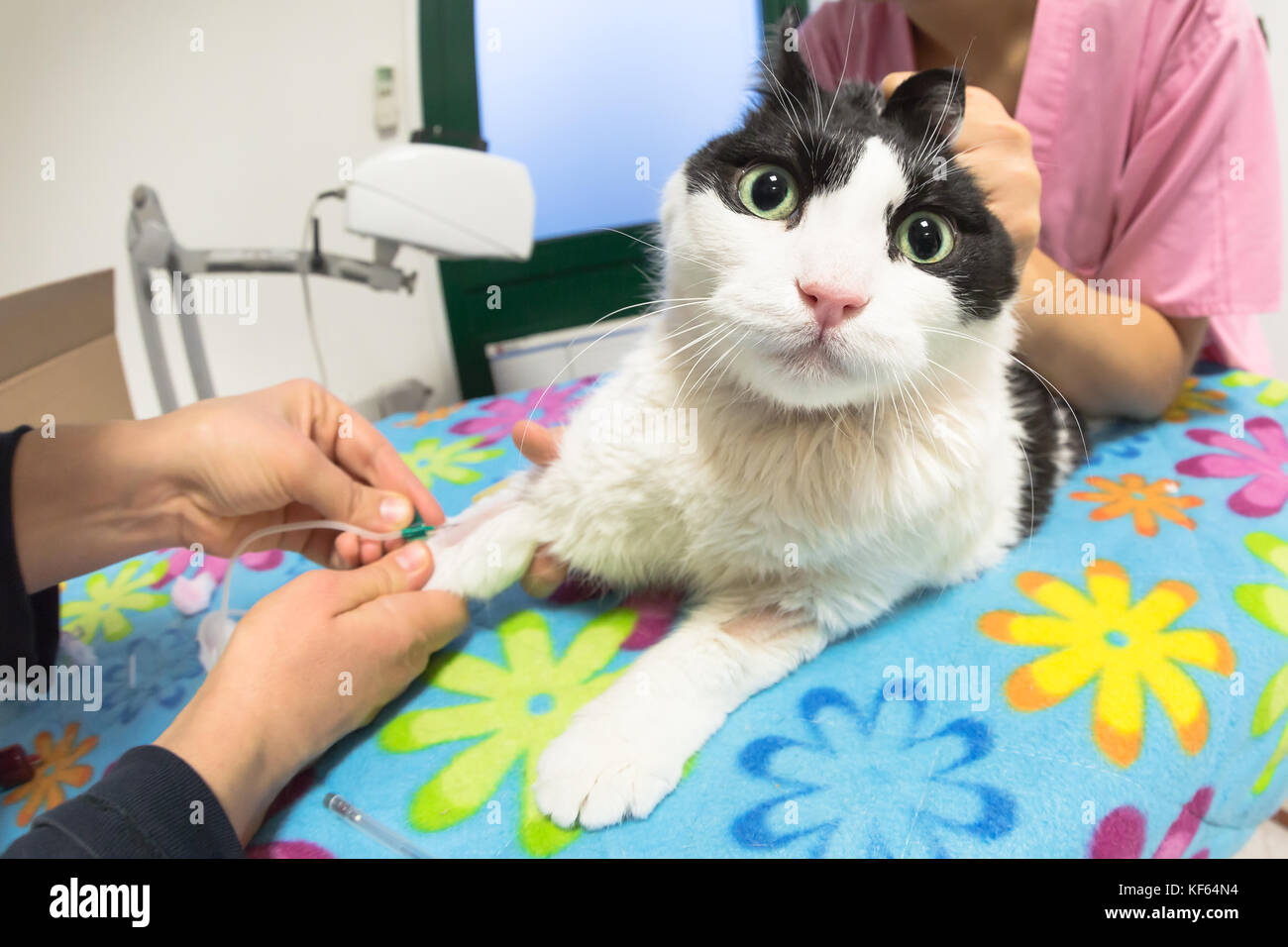 Veterinarian cat care Stock Photo - Alamy