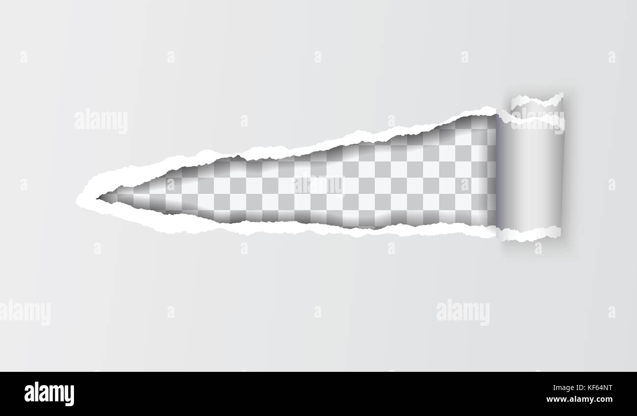 vector realistic illustration of grey torn paper with rolled edge on transparent background with ...