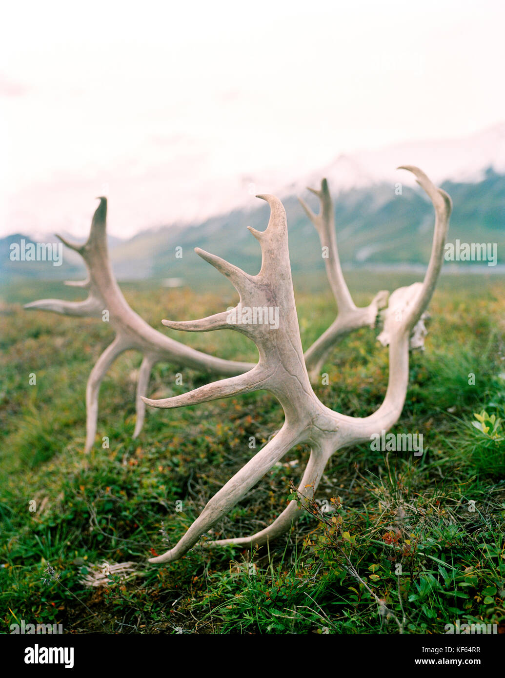 USA, Alaska, caribou antlers lay on the tundra in Denali National Park ...