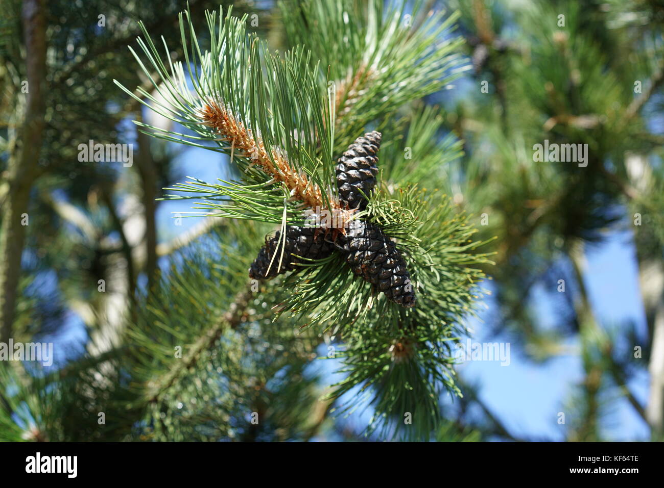 Coniferous trees in forest / Needles close-up Stock Photo - Alamy