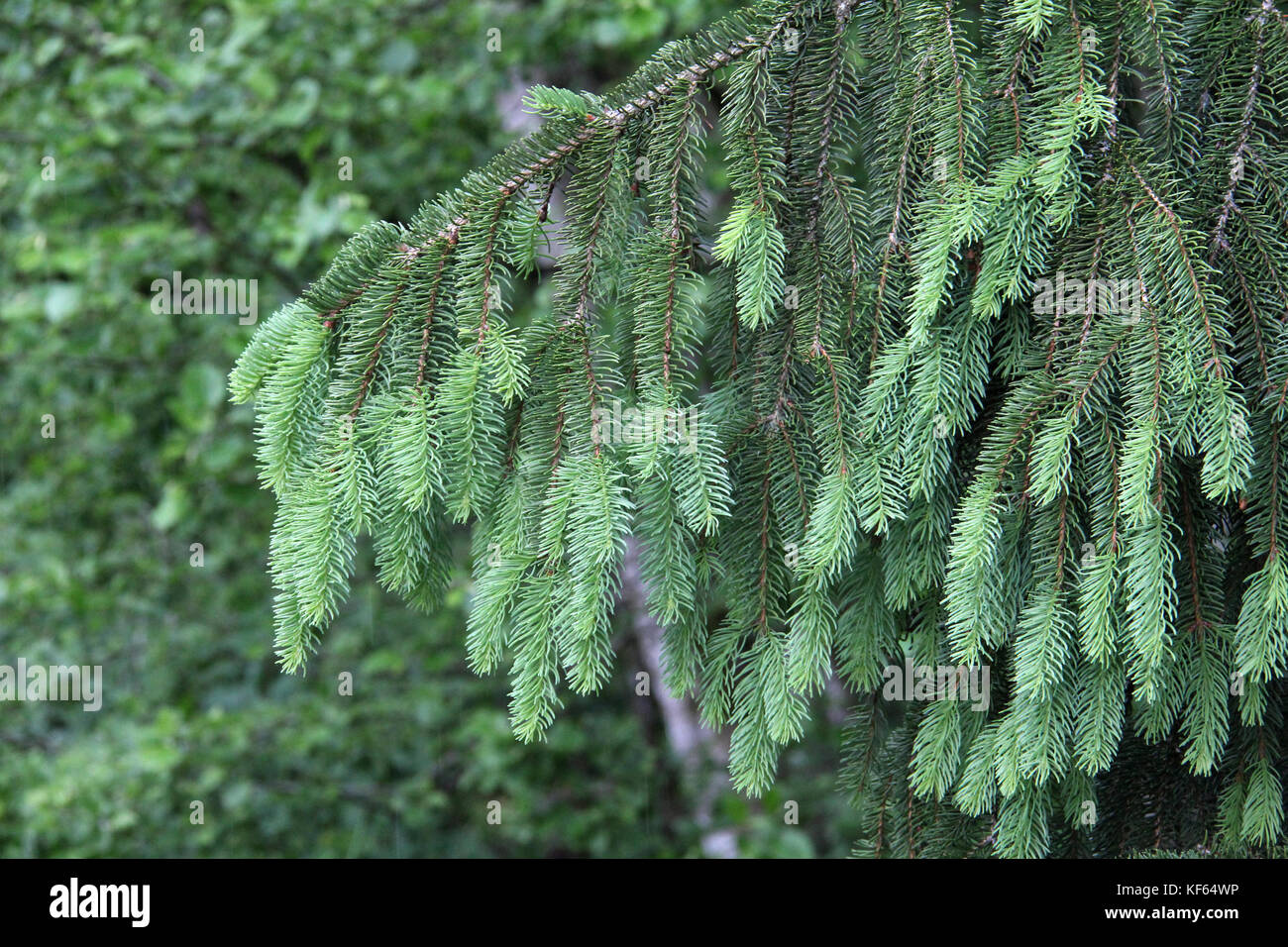 Coniferous trees in forest / Needles close-up Stock Photo - Alamy