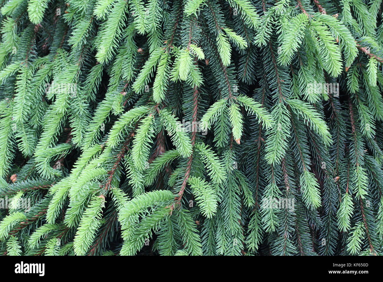 Coniferous trees in forest / Needles close-up Stock Photo - Alamy