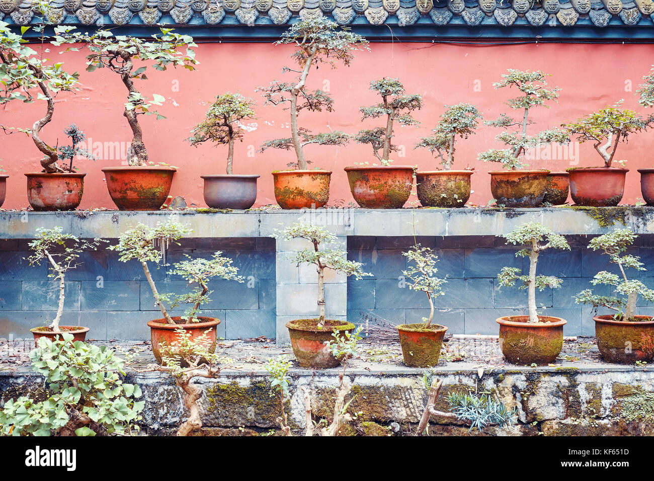 Rows of bonsai trees, color toning applied Stock Photo - Alamy