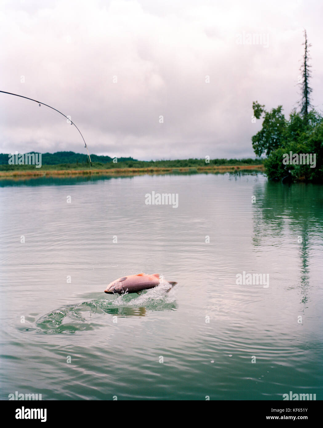 USA, Alaska, Redoubt Bay, a fisherman catches a Silver Salmon in Big ...