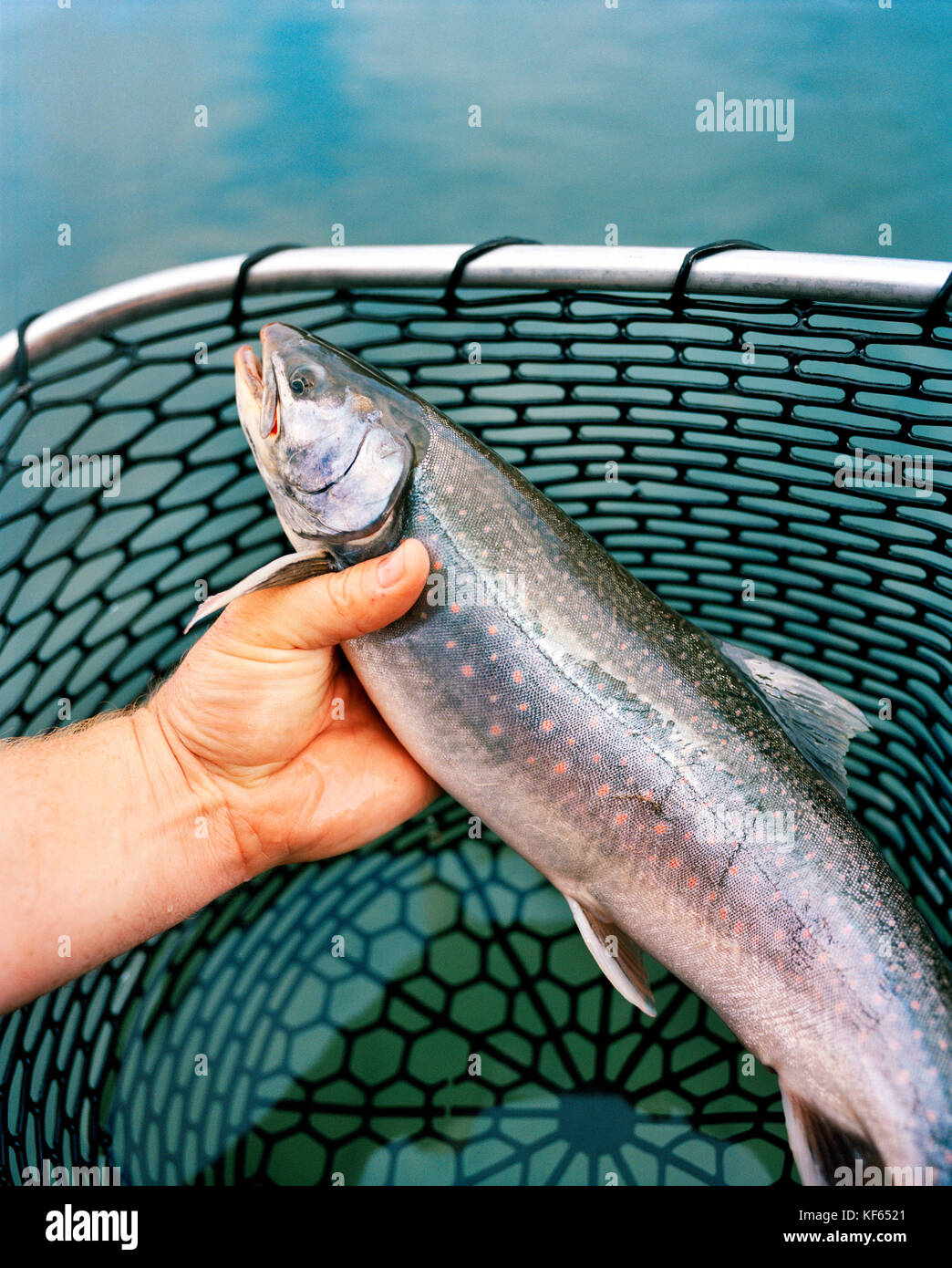 Dolly catch hi-res stock photography and images - Alamy