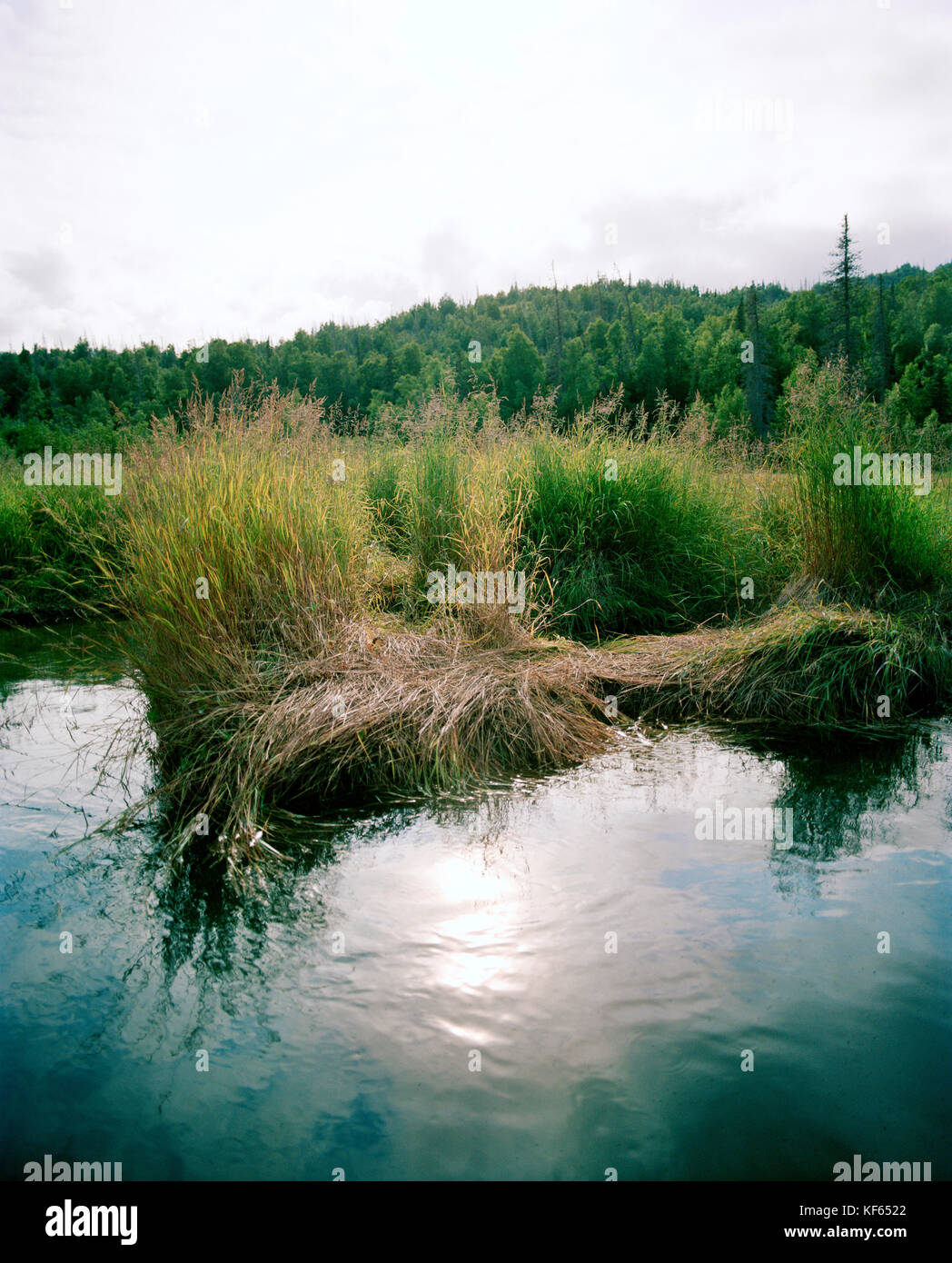 USA, Alaska, Redoubt Bay, a bear trail along Big River in Redouby Bay ...
