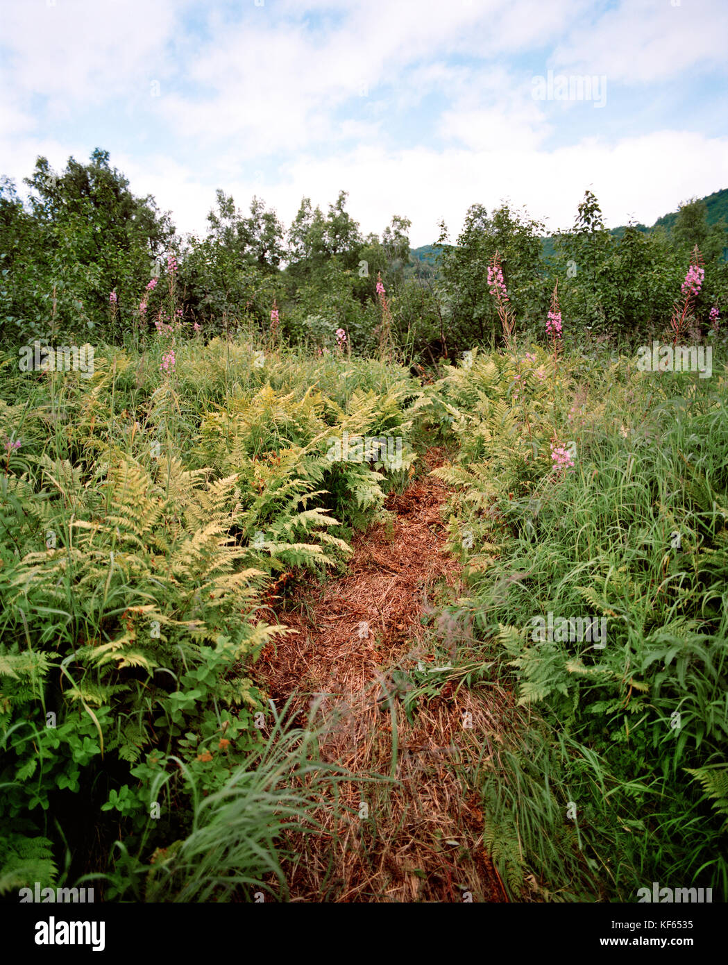 USA, Alaska, Redoubt Bay, a bear trail along Big River in Redouby Bay ...