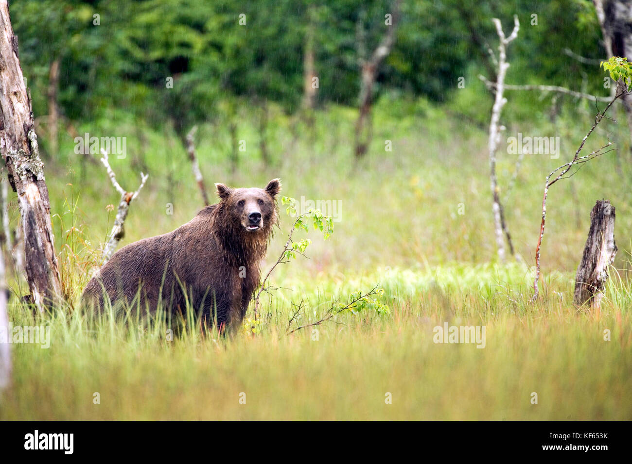 USA, Alaska, grizzly bear in forest, Redoubt Bay Stock Photo - Alamy