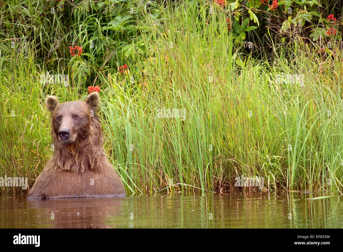 USA, Alaska, grizzly bear in weasel lake, Redoubt Bay Stock Photo - Alamy