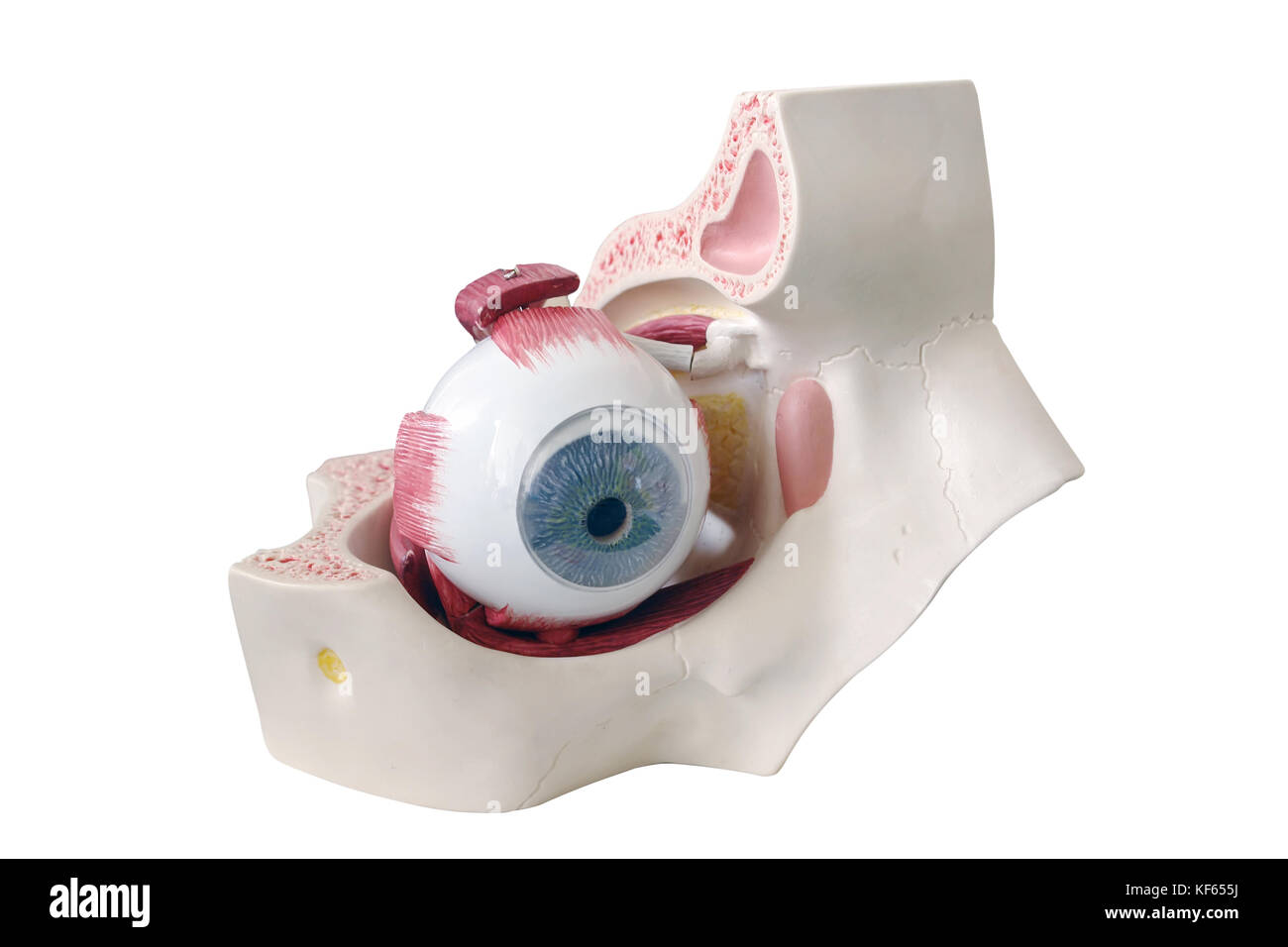 Human eye cross-section model isolated on white background Stock Photo ...