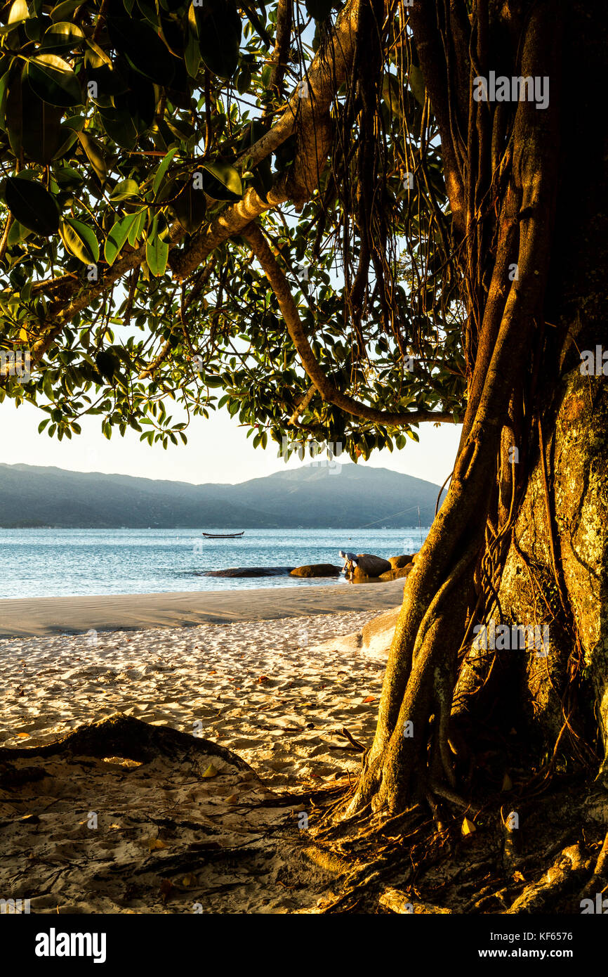 Daniela beach florianopolis hi-res stock photography and images - Alamy