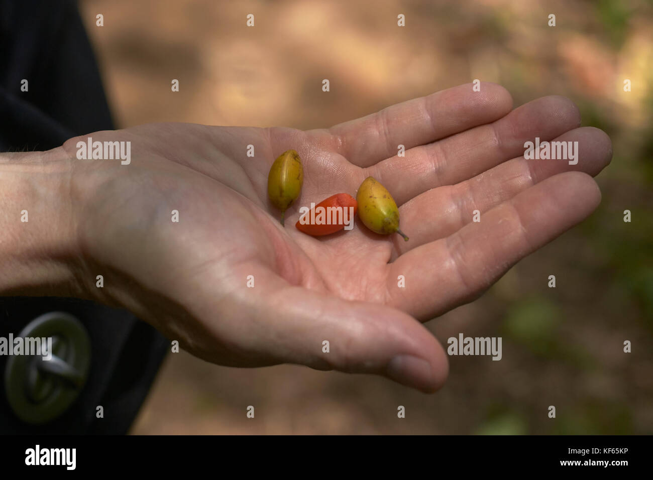 Hand cupping seeds hi-res stock photography and images - Alamy