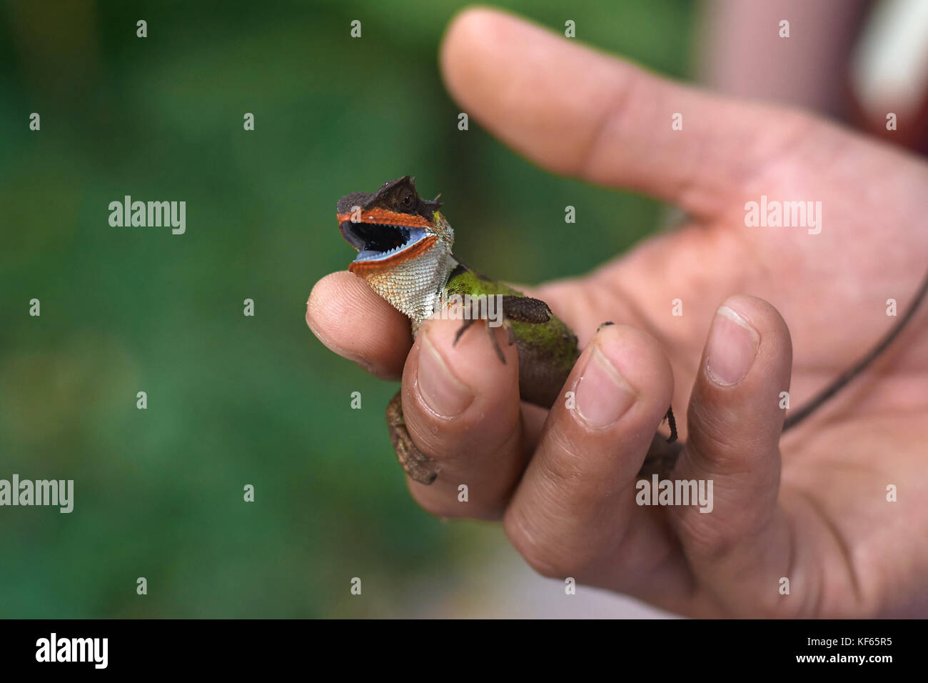 hand holding a blue toothed orange mouthed lizard Stock Photo - Alamy